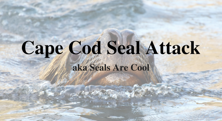 Cape Cod Seal Attack (Seals Are Cool) - Ellis Michaels